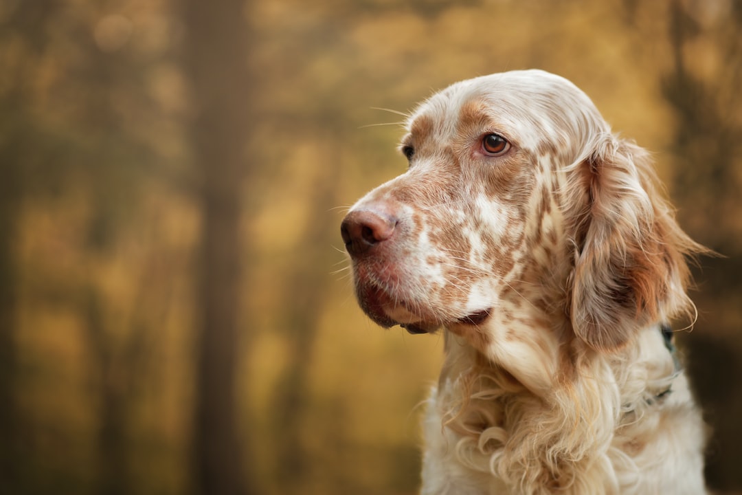 Teacup Poodle Myths vs. Facts: Debunking Common Misconceptions - Seeker ... Teacup Poodle Myths vs. Facts: Debunking Common Misconceptions - Seeker ...