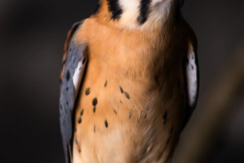 The Role of Animals in Folklore and Mythology - Seeker Time